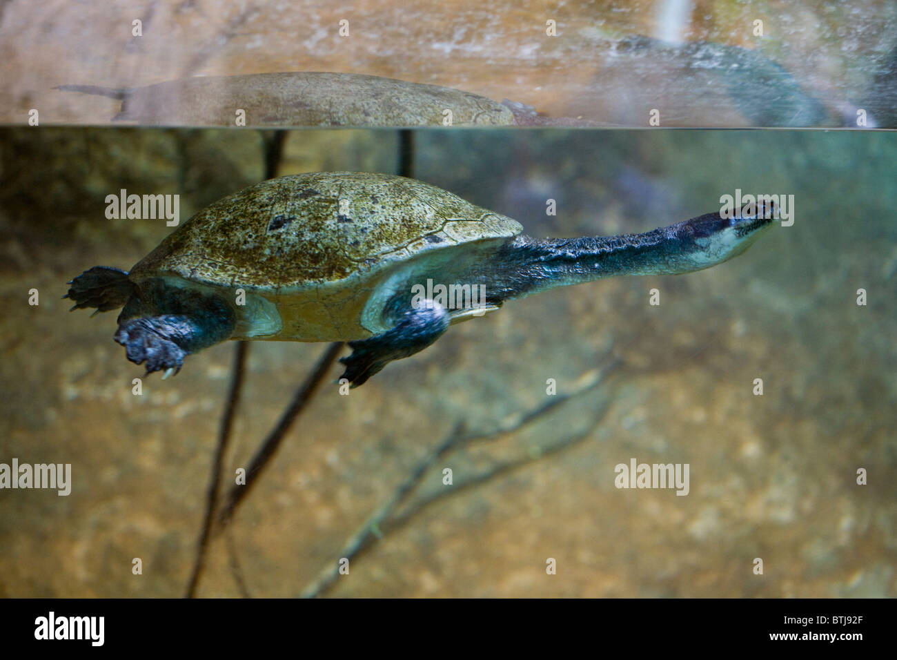 A TURTLE swimming in a tank at the SAN DIEGO ZOO - CALIFORNIA Stock ...