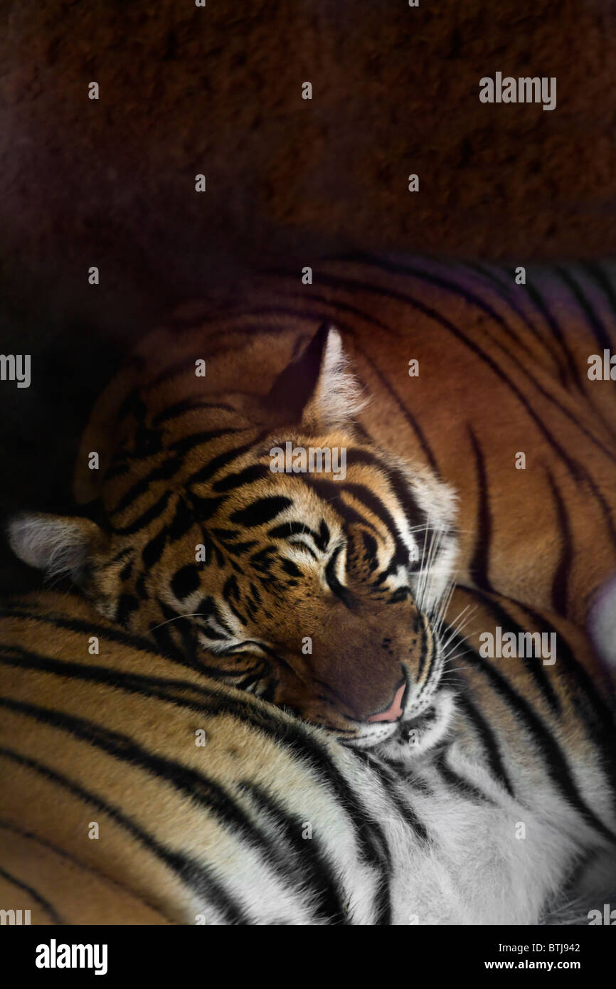 San diego zoo tiger hi-res stock photography and images - Alamy