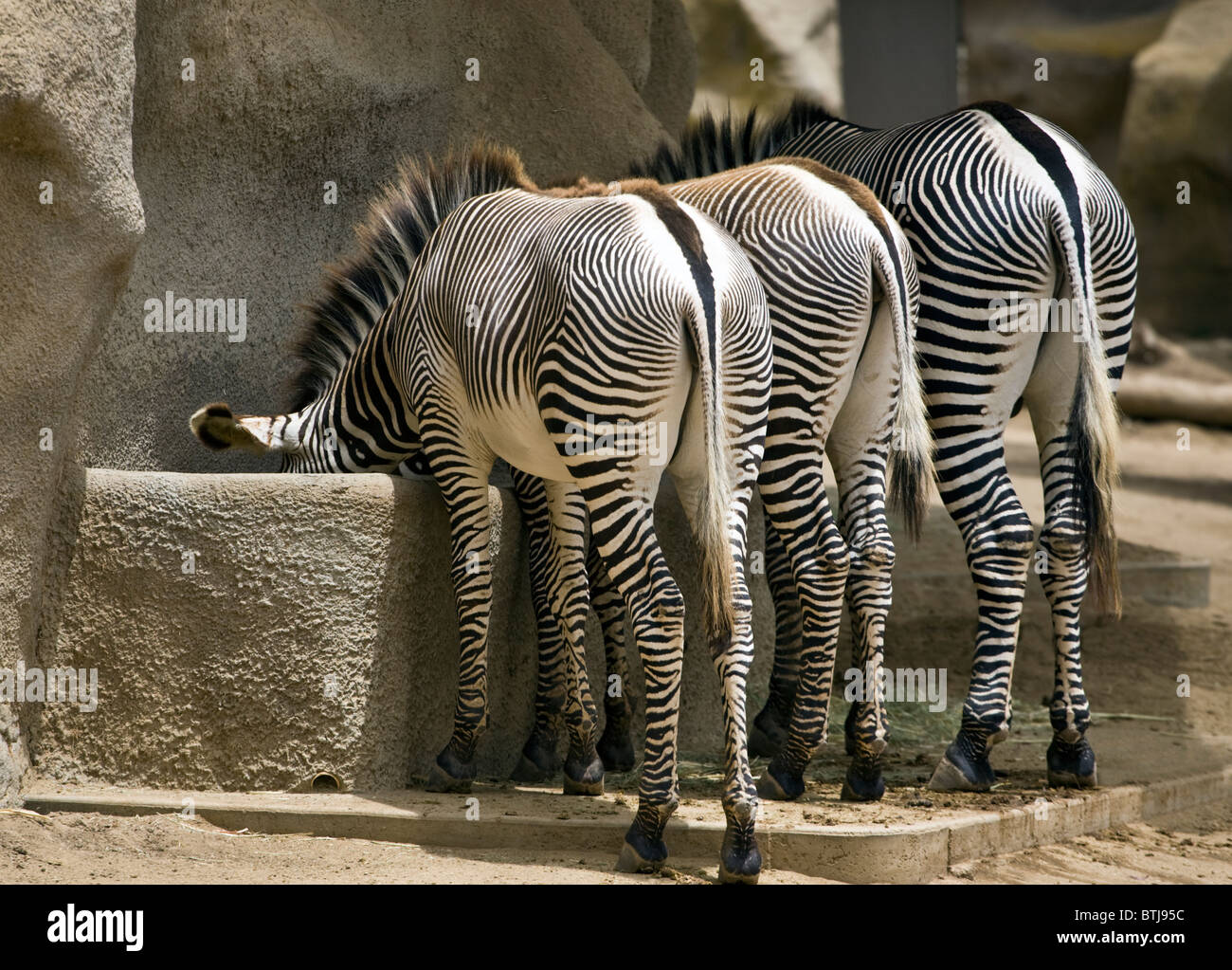 Three GREVYS ZEBRAS (Equis Grevyi) at the SAN DIEGO ZOO - CALIFORNIA ...