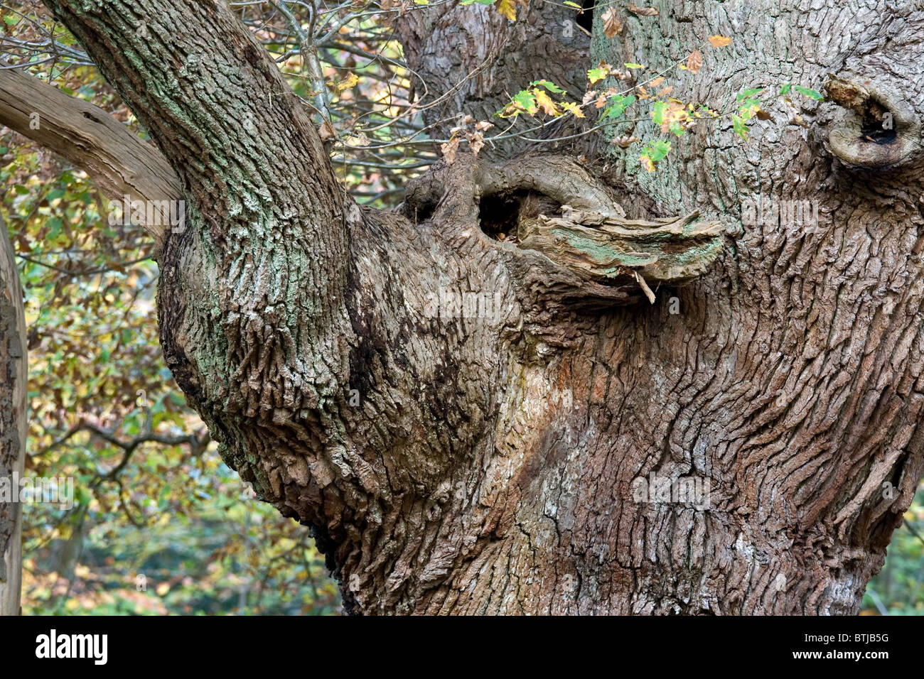A tree growing in the shape of an elephant. In Burnham Beeches wood ...