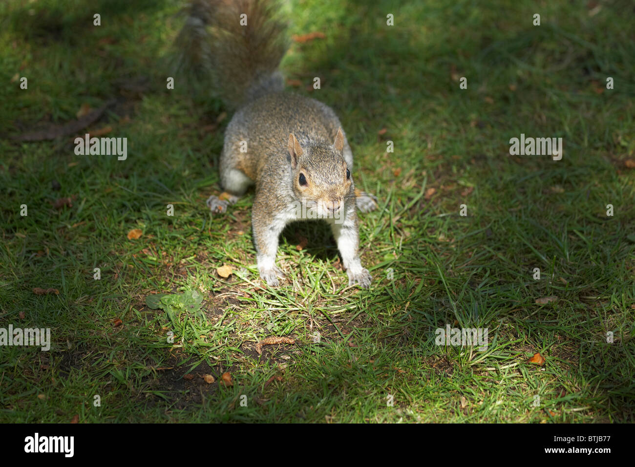 Gray squirrel england hi-res stock photography and images - Alamy