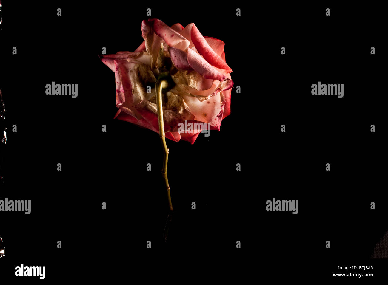 Dying rose hi-res stock photography and images - Alamy