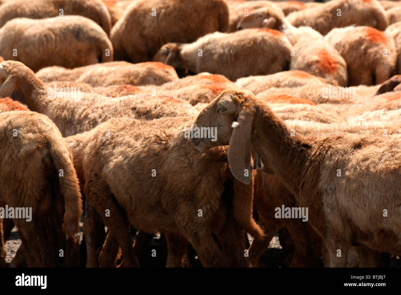 Sheep rearing hi-res stock photography and images - Alamy