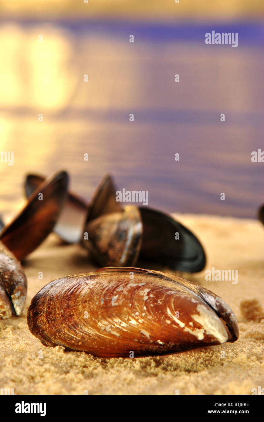 some open mussel on a sandy beach Stock Photo - Alamy
