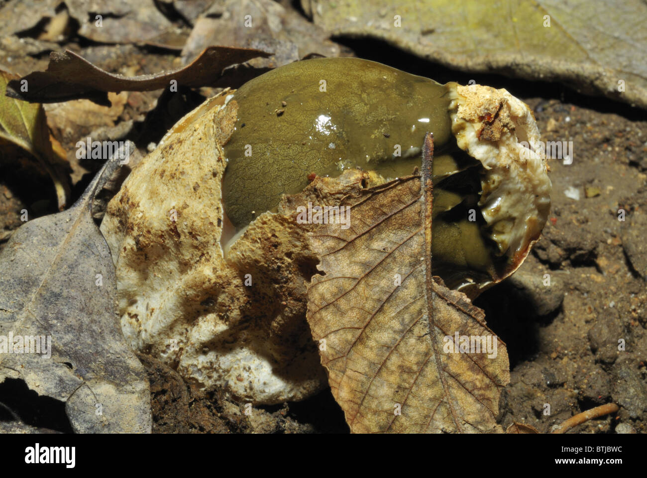 Phallus impudicus showing its spore mass breaking from its "egg Stock ...