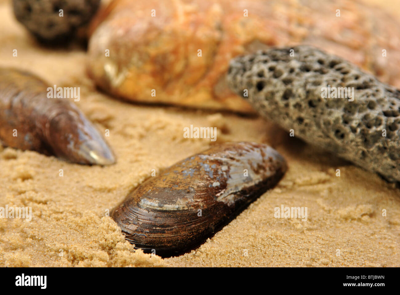 some open mussel on a sandy beach Stock Photo - Alamy