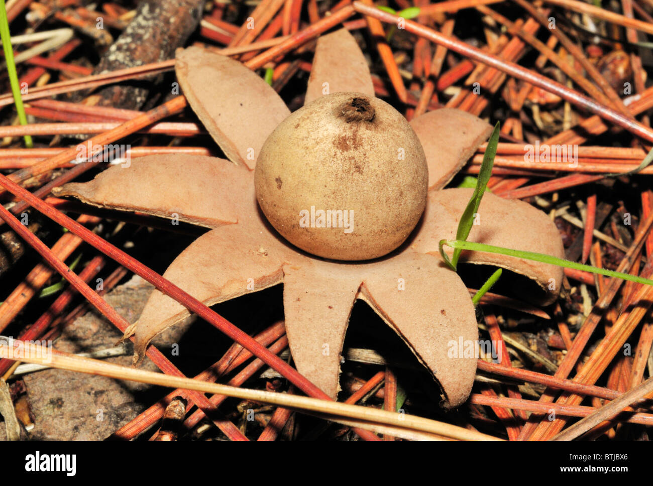 earthstar (Geastrum triplex Stock Photo - Alamy