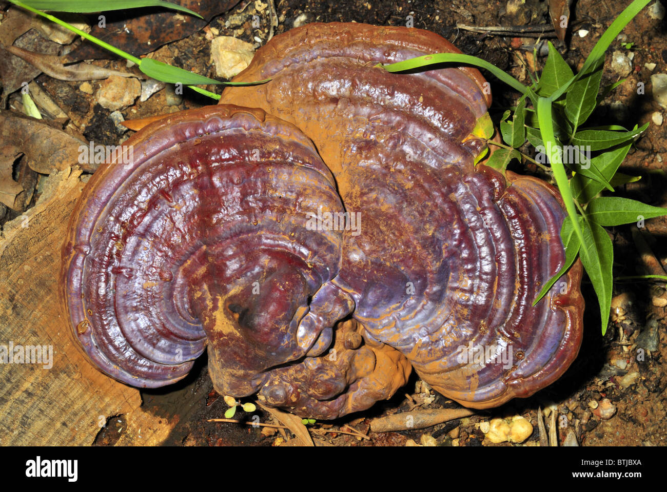 yet unidentified greek fungus on Bay tree Stock Photo - Alamy