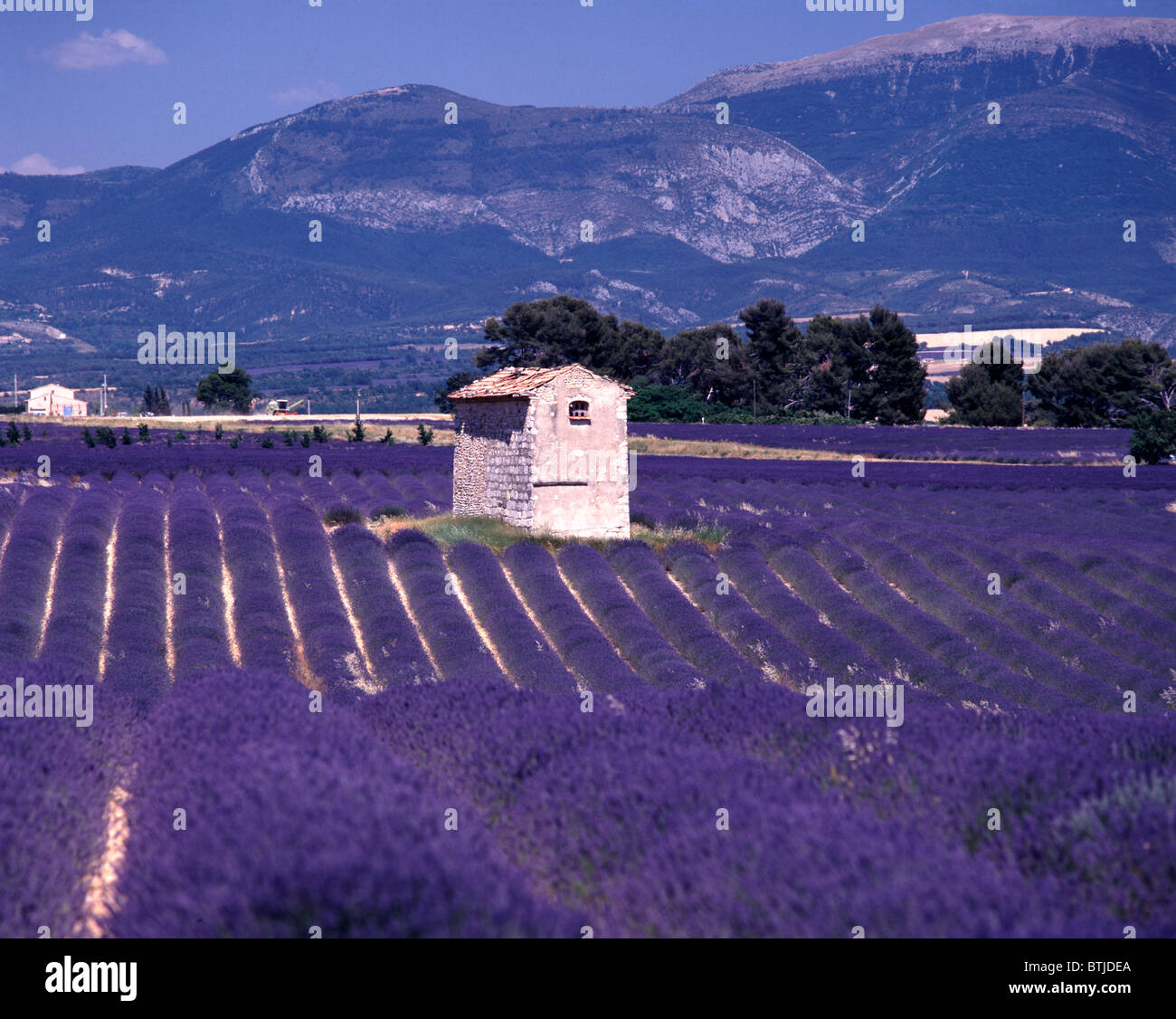 Barn in lavender field Provence France Stock Photo - Alamy