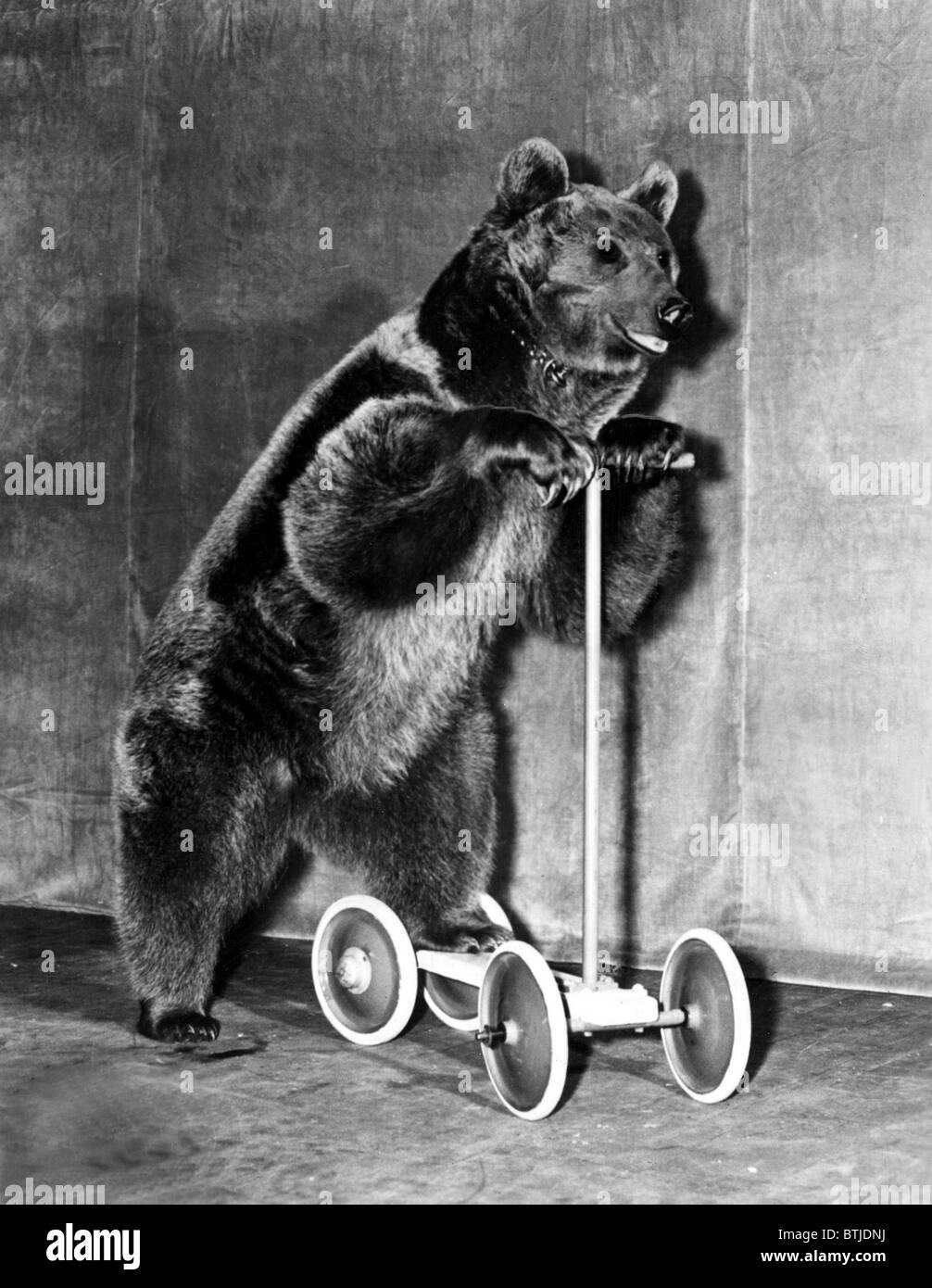 Circus bear from 1942 Stock Photo - Alamy