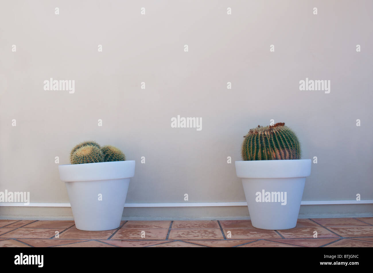 Two cacti in white pots on the floor Stock Photo - Alamy
