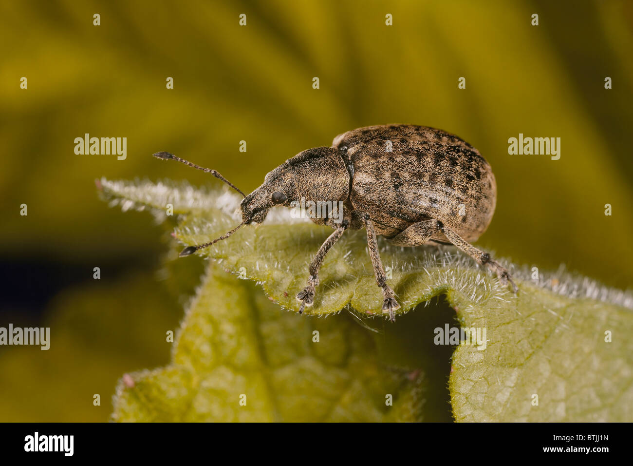 Vine weevil hi-res stock photography and images - Alamy