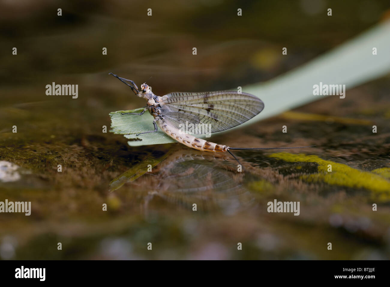Mayflies hi-res stock photography and images - Alamy