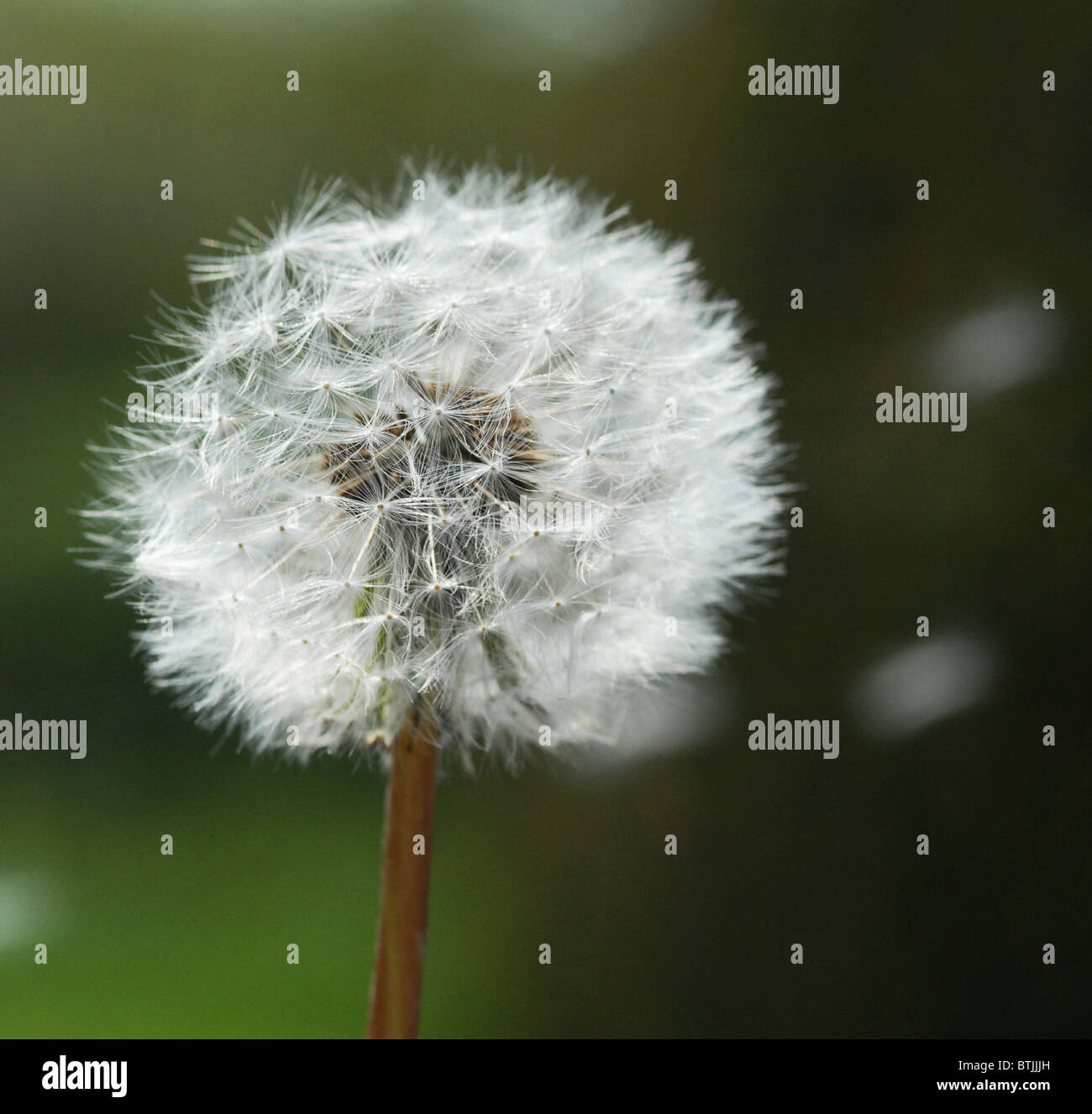 Wind blown seeds hi-res stock photography and images - Alamy