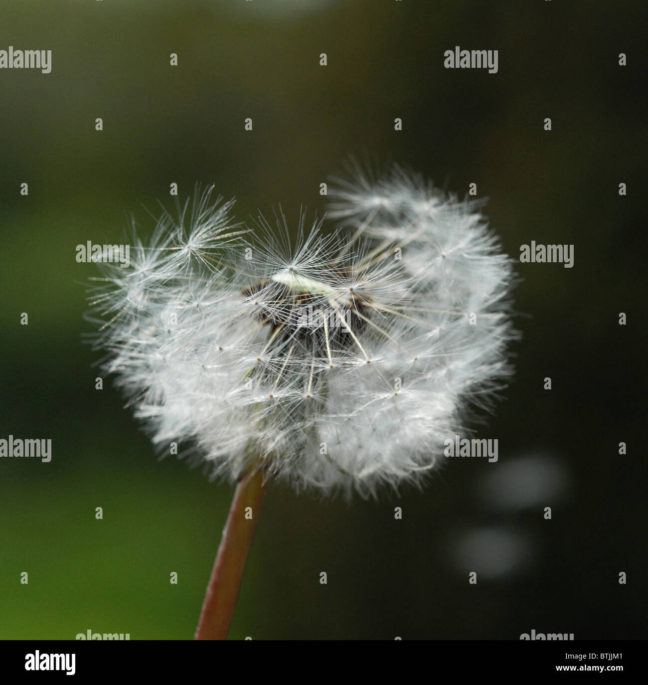 Dandylion hi-res stock photography and images - Alamy