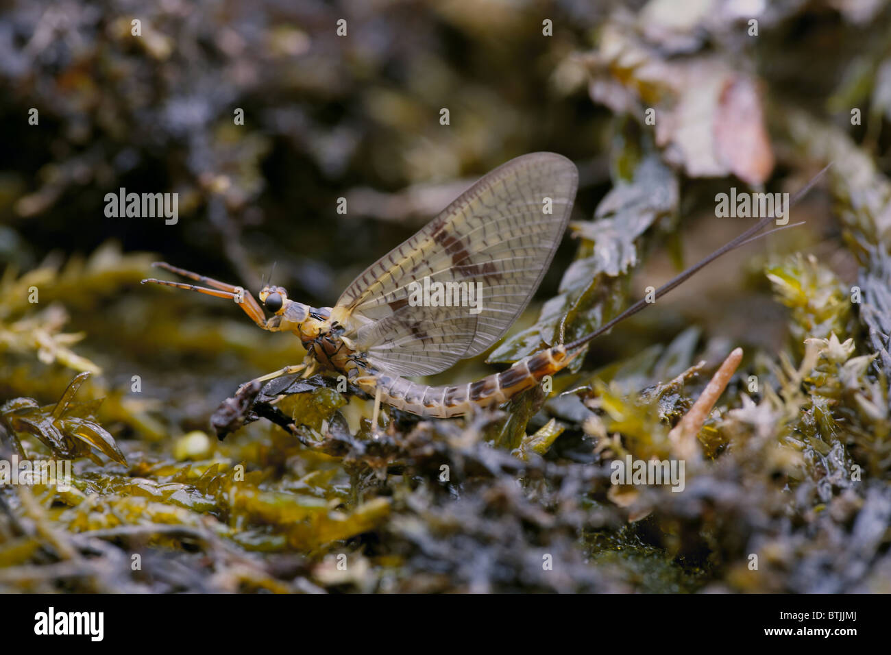 Mayflies hi-res stock photography and images - Alamy