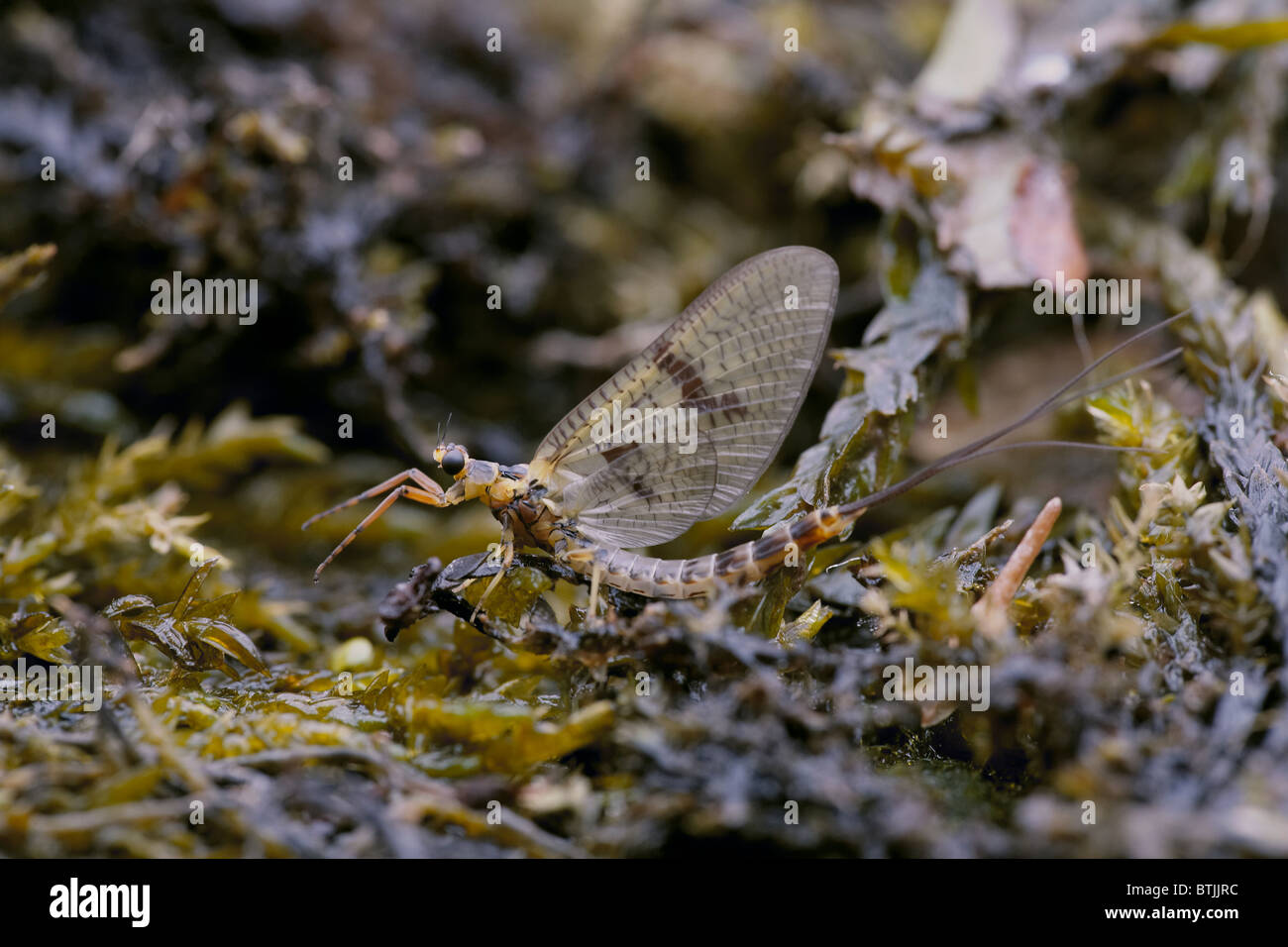 Mayflies hi-res stock photography and images - Alamy