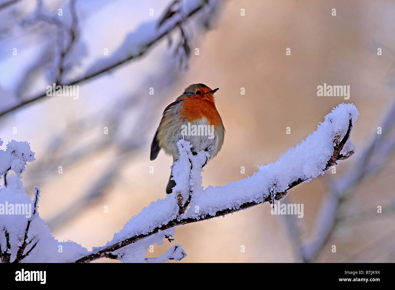 Robin in winter on tree hi-res stock photography and images - Alamy