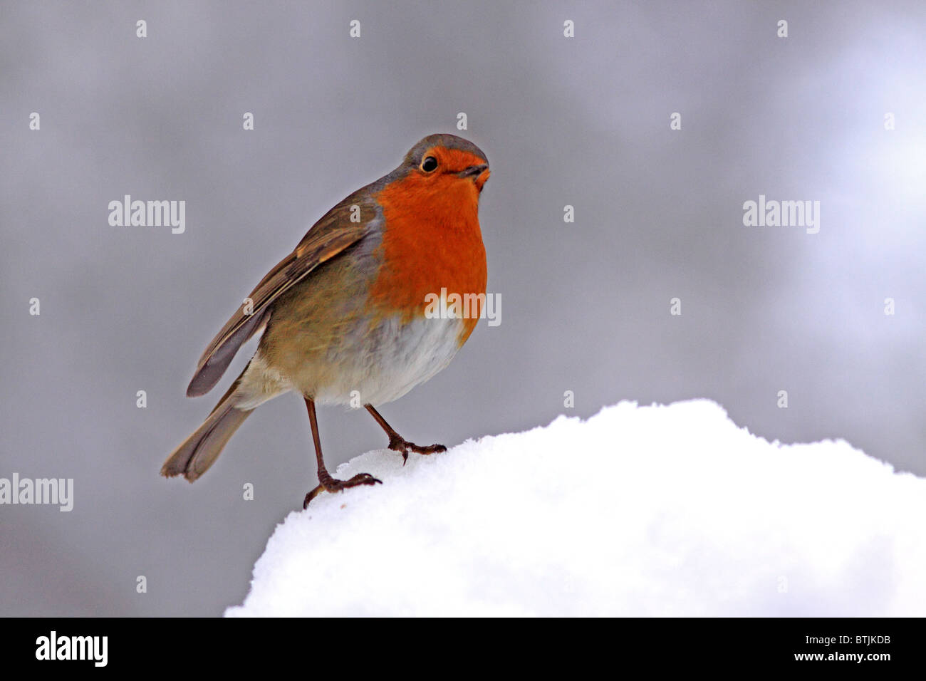 Robin in winter Stock Photo - Alamy