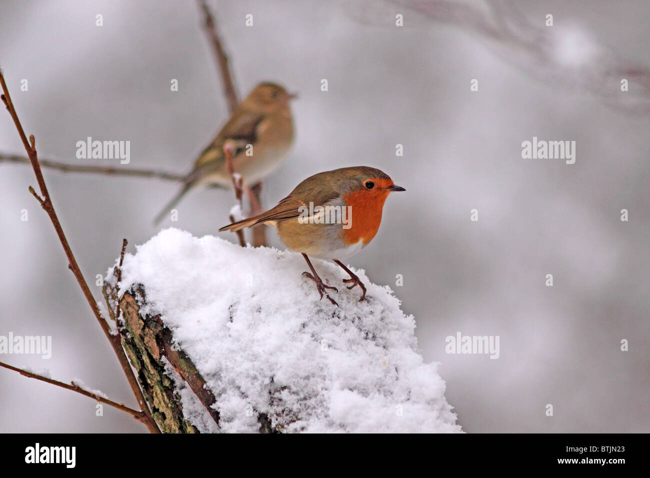 Robin winter scene hi-res stock photography and images - Alamy