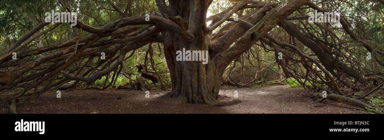 An ancient Yew tree in Kingley Vale nature reserve near Chichester ...