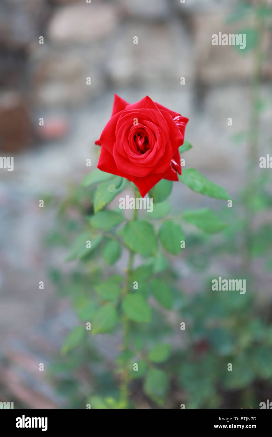 red rose malaga castle Stock Photo - Alamy