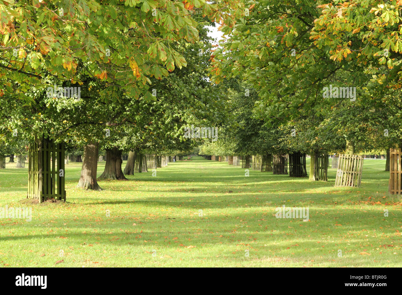 Straight Line Lines Row Rows Of Trees High Resolution Stock Photography ...