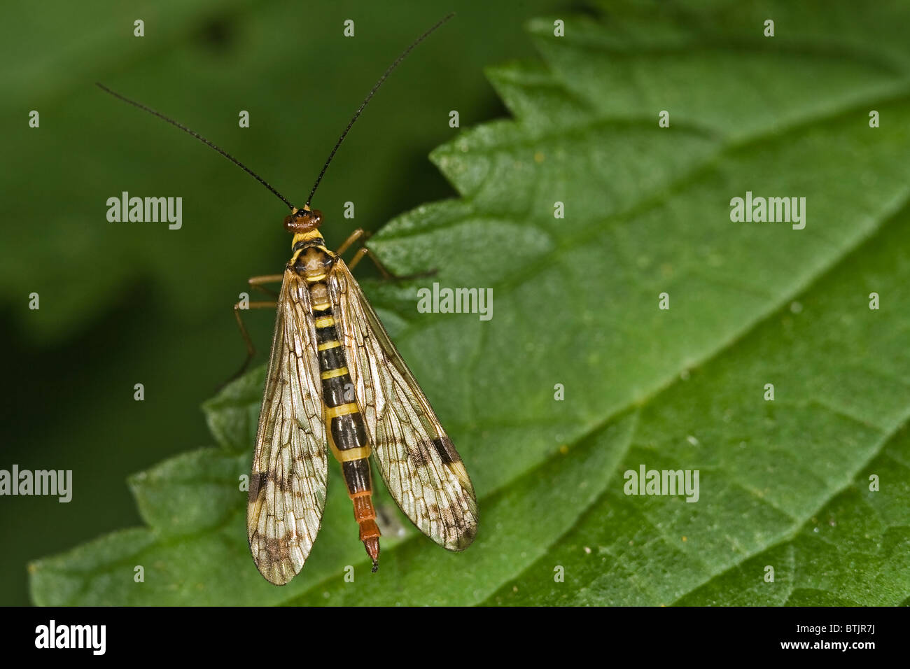Common scorpion flies hi-res stock photography and images - Alamy