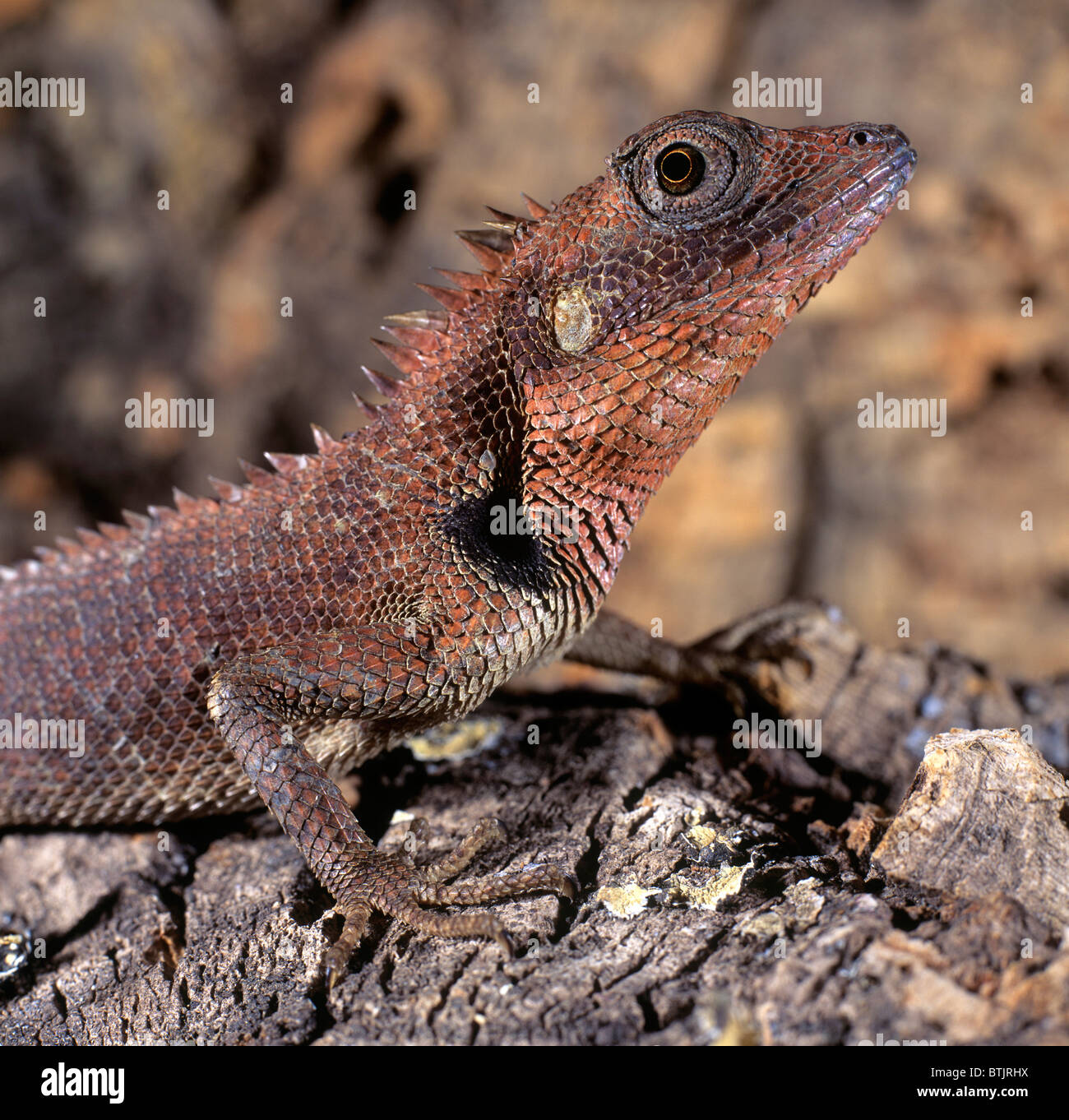Asia reptile hi-res stock photography and images - Alamy
