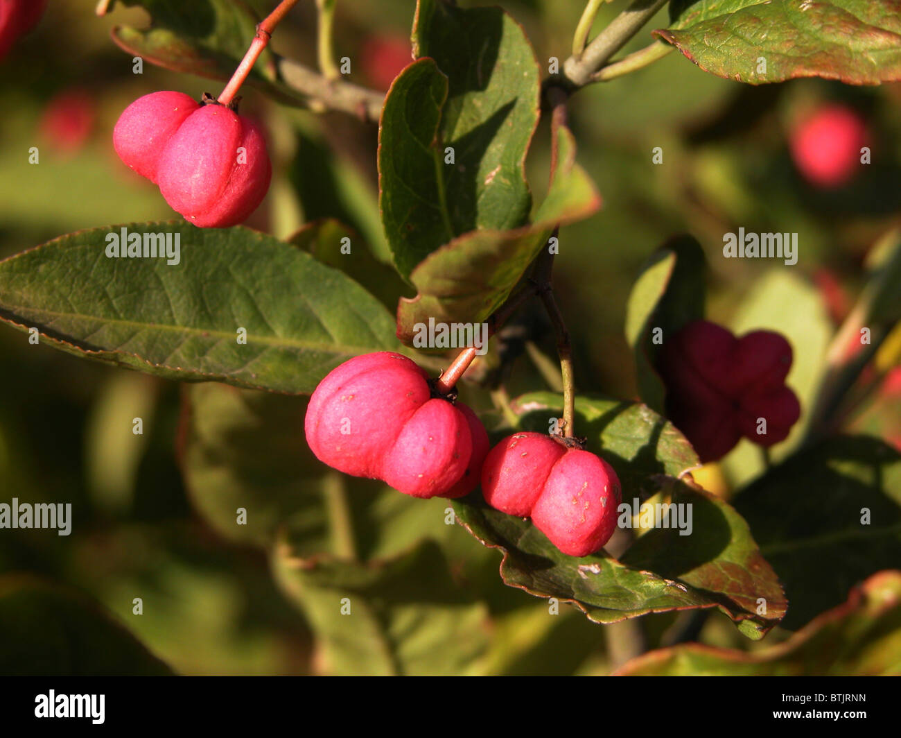 Spindle tree plants hi-res stock photography and images - Alamy