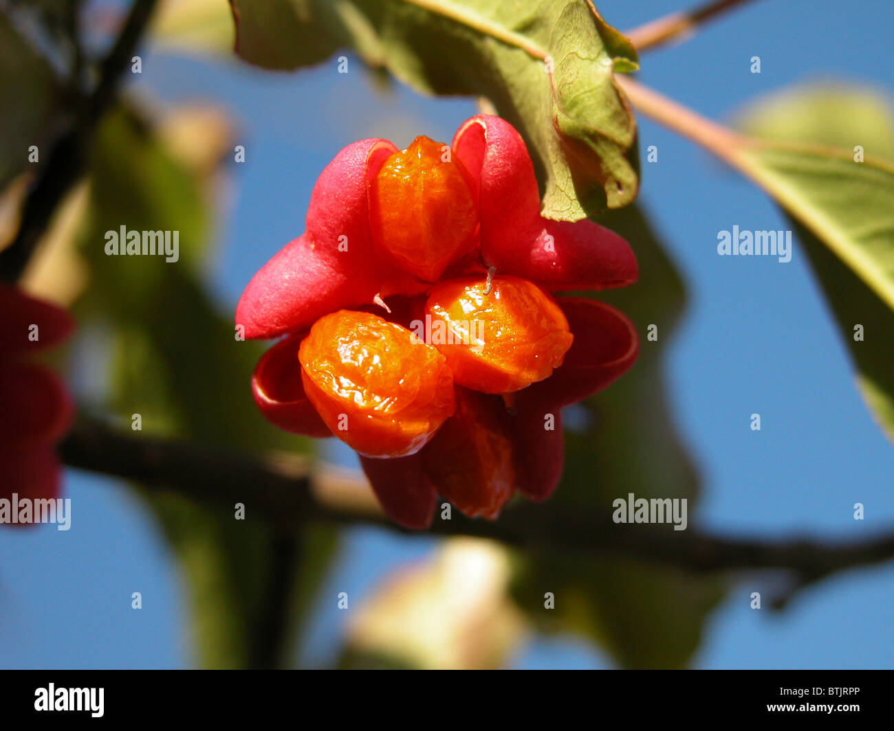 Spindle tree plants hi-res stock photography and images - Alamy