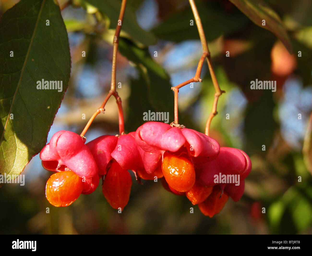 Spindle tree hi-res stock photography and images - Alamy