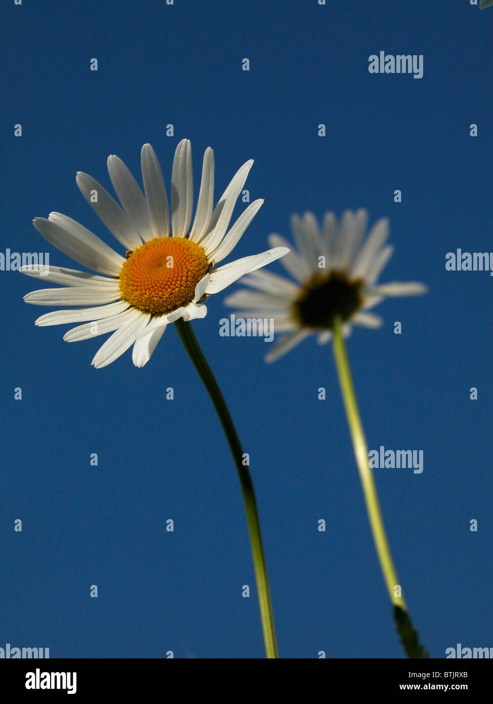 Daisie hi-res stock photography and images - Alamy