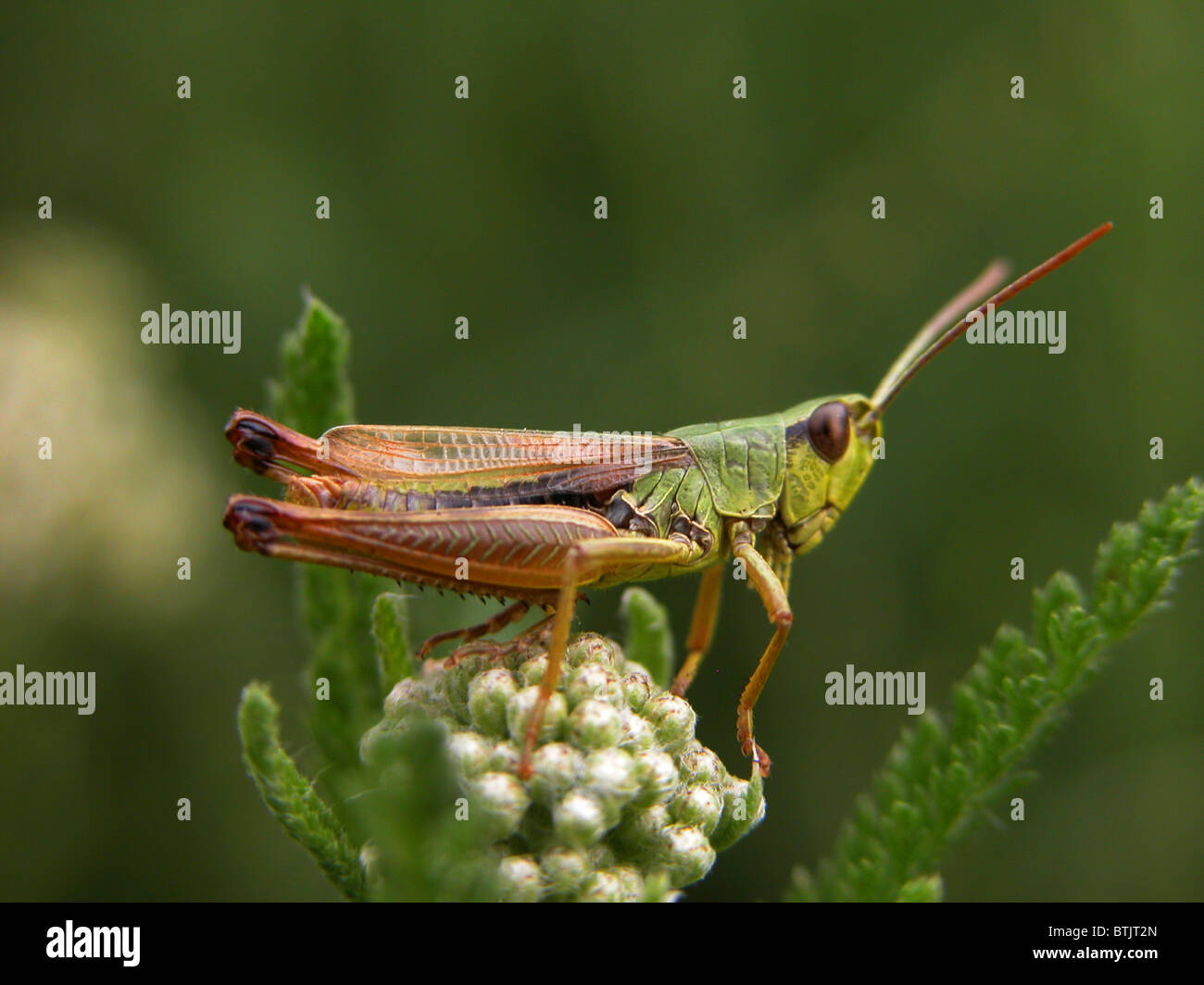 Common locust hi-res stock photography and images - Alamy