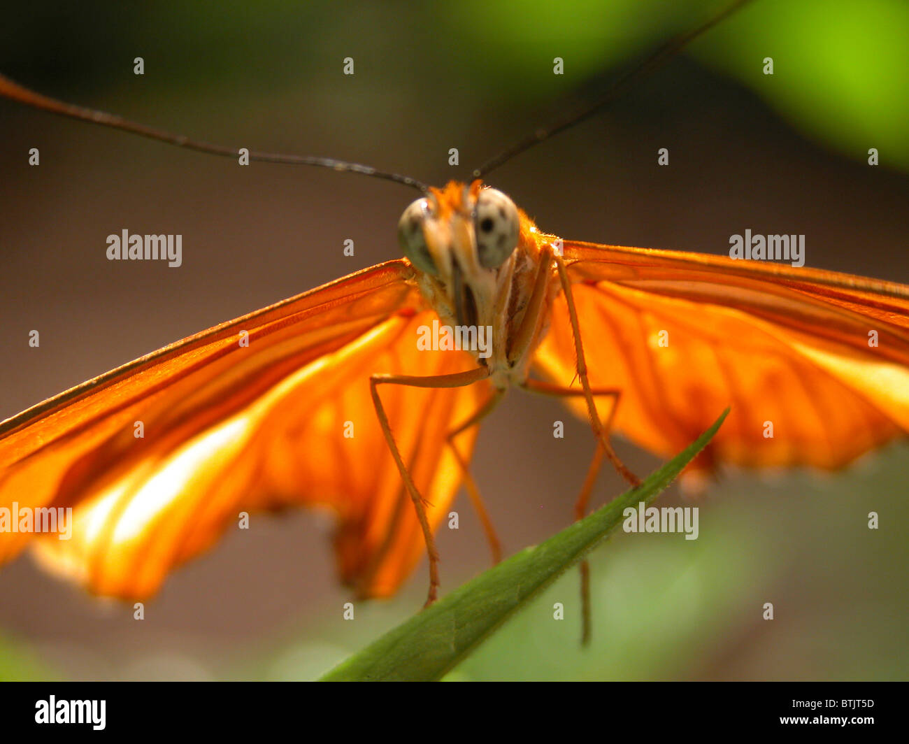 Butterfly, torch (Dryas julia Stock Photo - Alamy