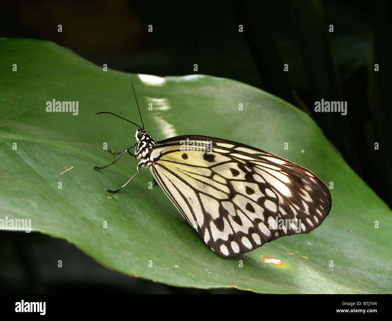 Paper Kite, Idea leuconoe Stock Photo - Alamy