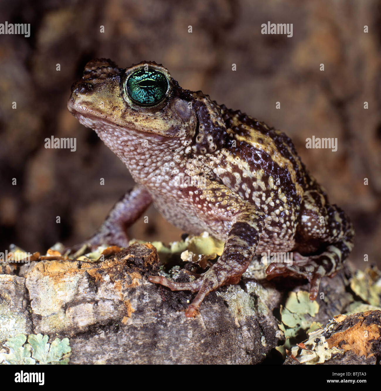 Cururu Toad, Rococo Toad (Bufo paracnemis, Bufo schneideri) on bark ...
