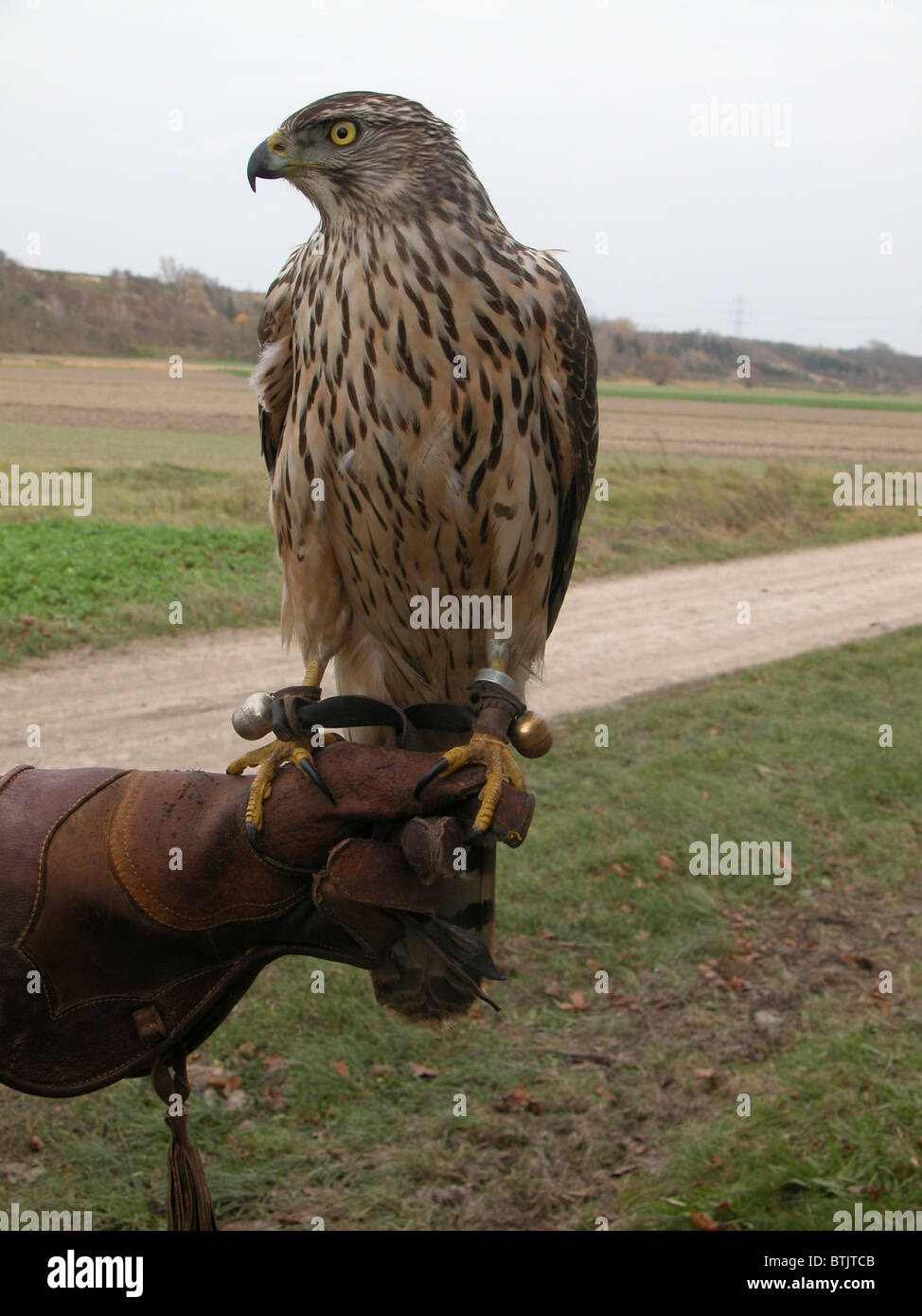 Prey hawk hi-res stock photography and images - Alamy