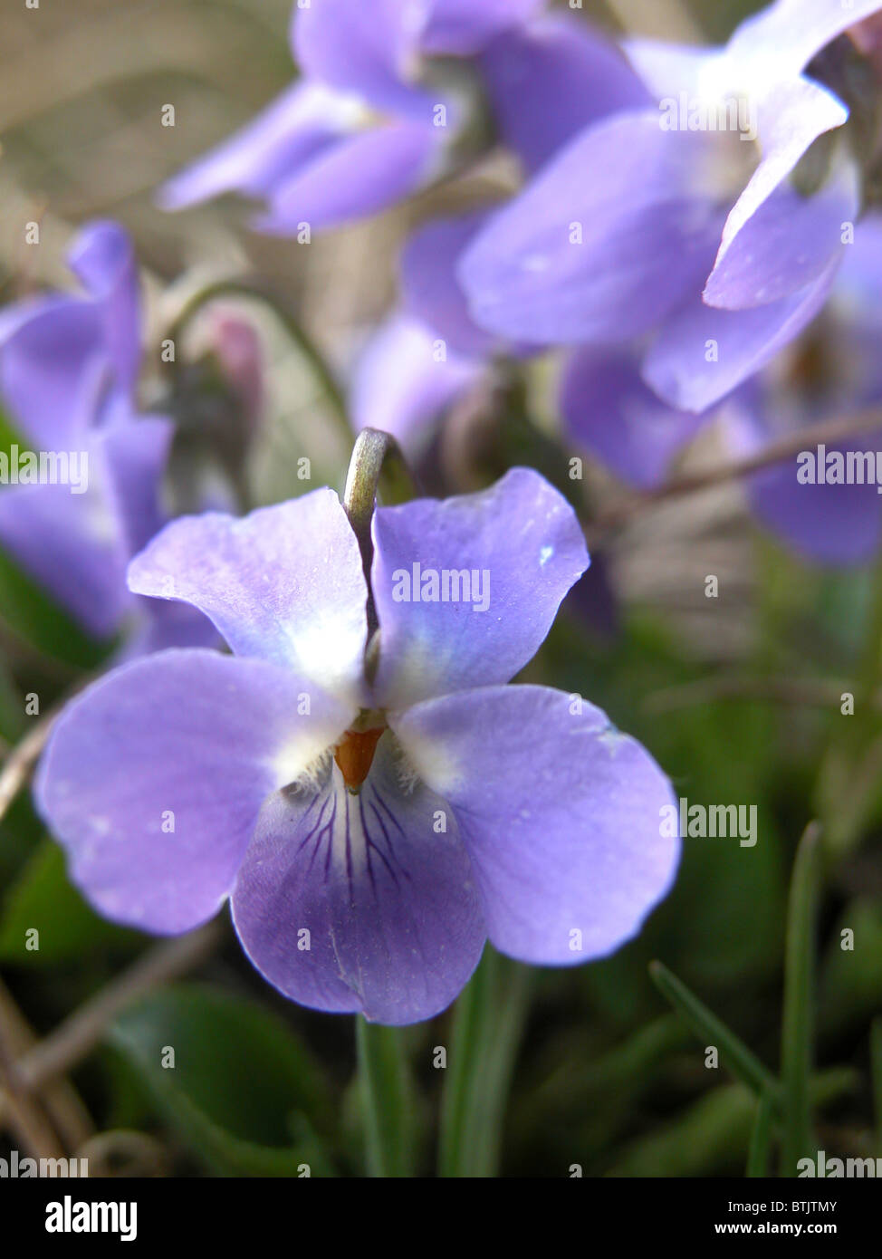 Violets viola sylvestris hi-res stock photography and images - Alamy
