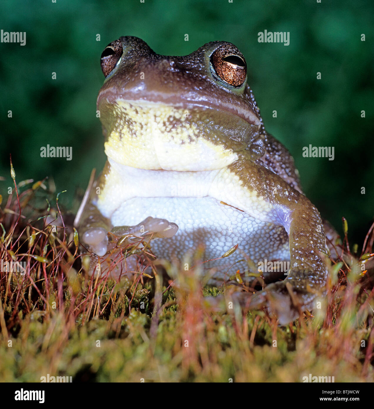 Barking Tree frog (Hyla gratiosa), female on moss Stock Photo - Alamy