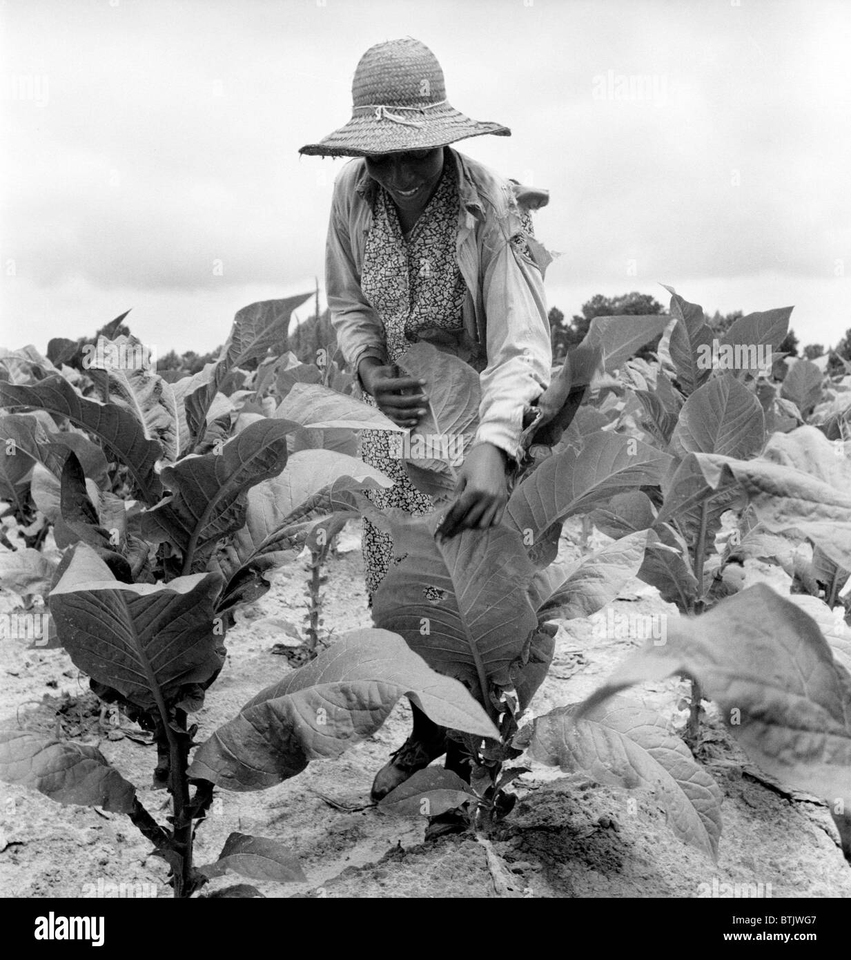 Sharecropper, african american hi-res stock photography and images - Alamy