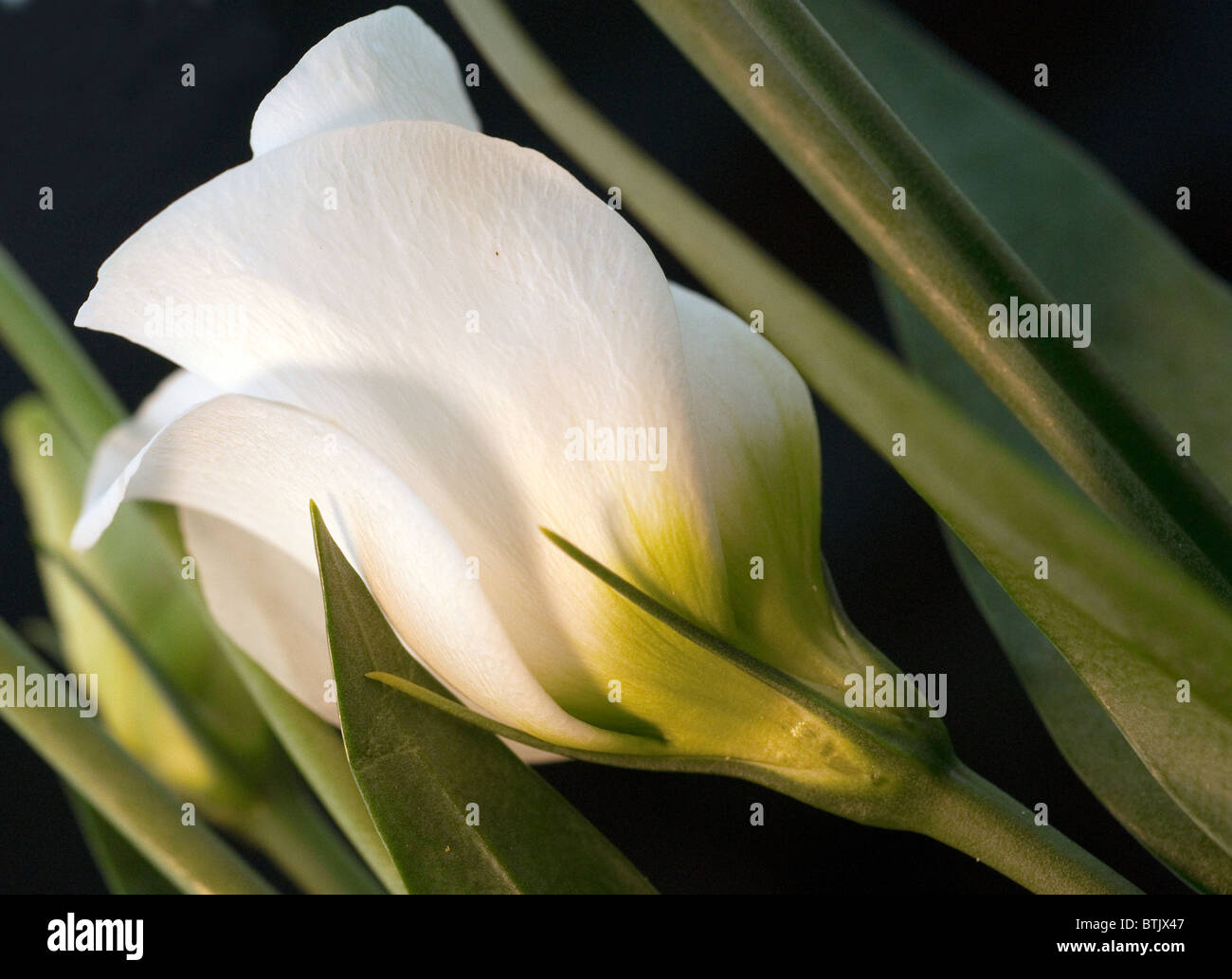 Ivory flower hi-res stock photography and images - Alamy