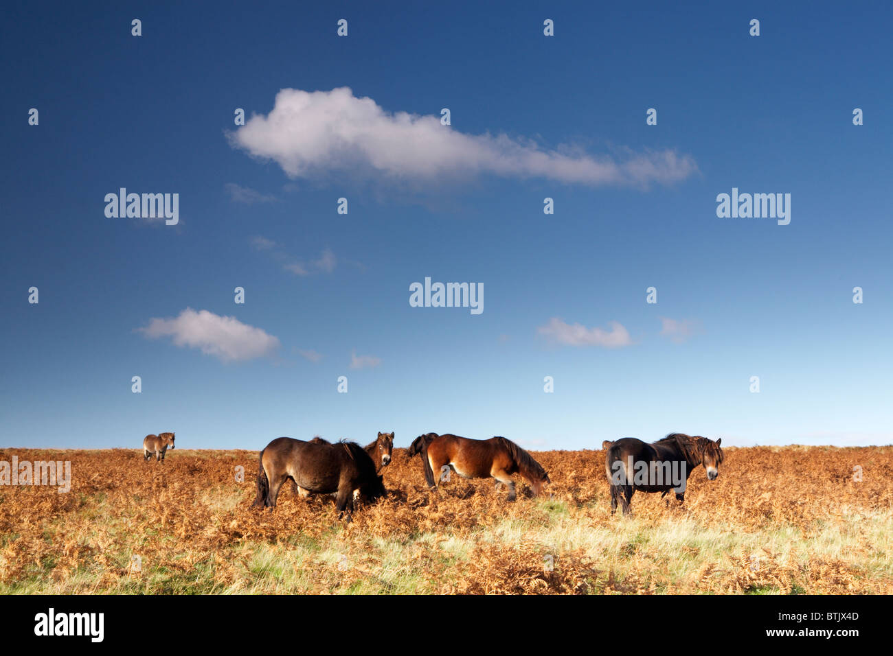 Ponies roaming Exmoor National Park moorland, Somerset, England, UK ...