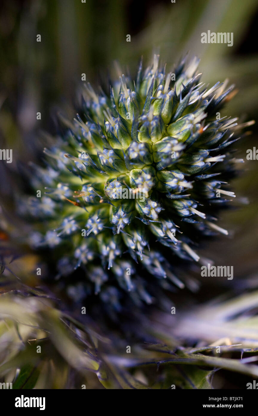 Abstract thistle hi-res stock photography and images - Alamy
