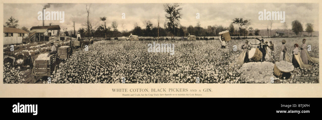 African American Cotton Field High Resolution Stock Photography and ...