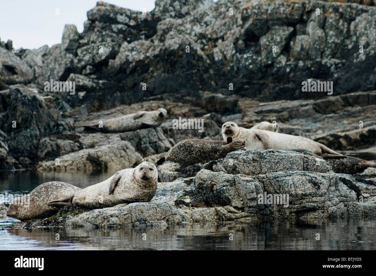 Seals relaxing on rocks Stock Photo - Alamy
