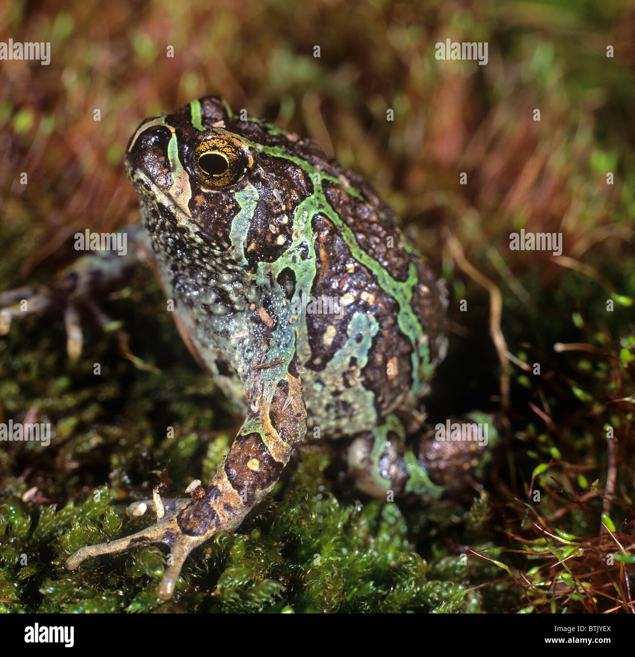 Green Burrowing Frog, Marbled Rain Frog (Scaphiophryne marmorata) on ...
