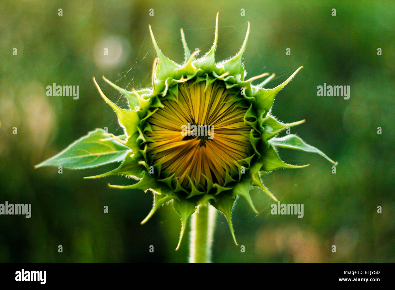 A sunflower just before it opens illuminated by the sun with a spider's ...