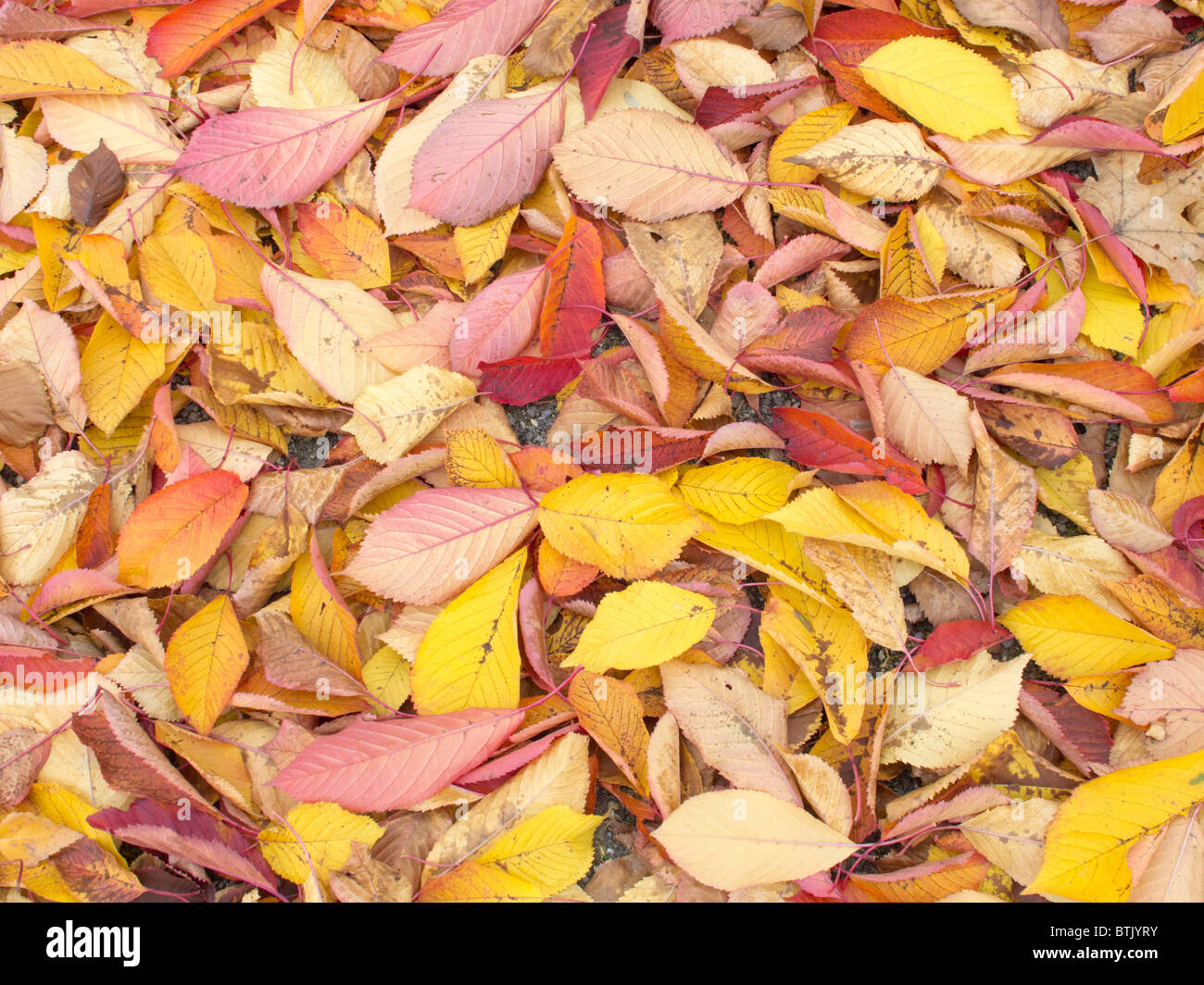 Yellow and red leaves on ground in the Autumn Stock Photo - Alamy