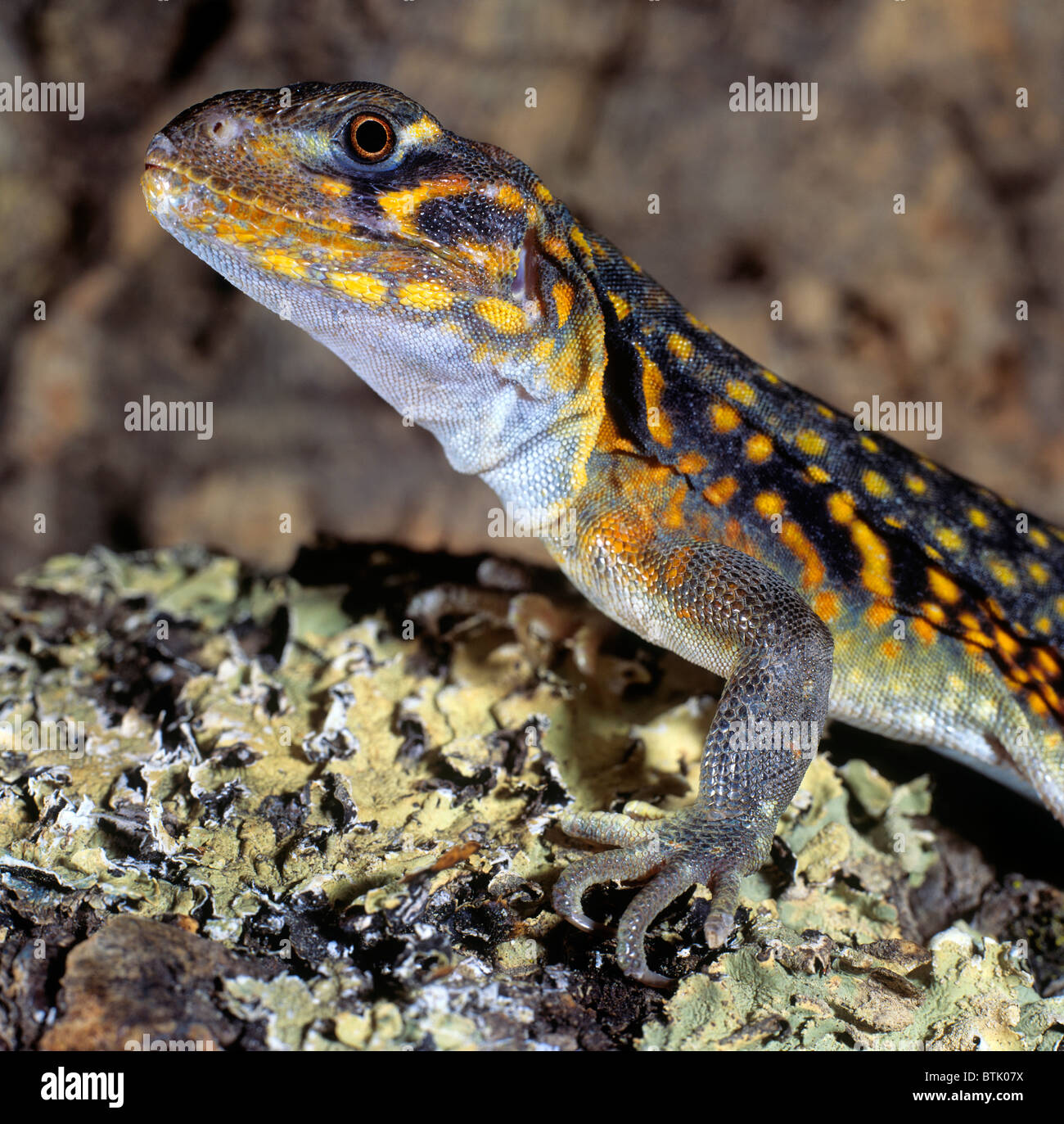 Giant Butterfly Lizard (Leiolepis guttata) on bark Stock Photo - Alamy